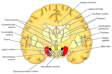 The hypothalamus I - Radiology Made Easy